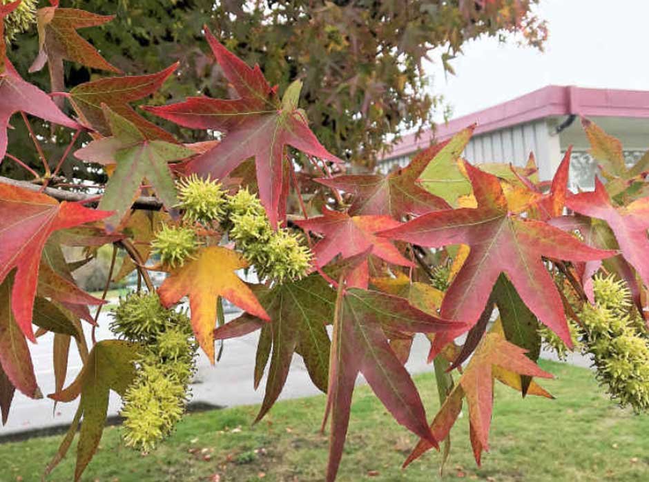 The Majestic Liquid Amber Tree: A Comprehensive Guide to the American ...